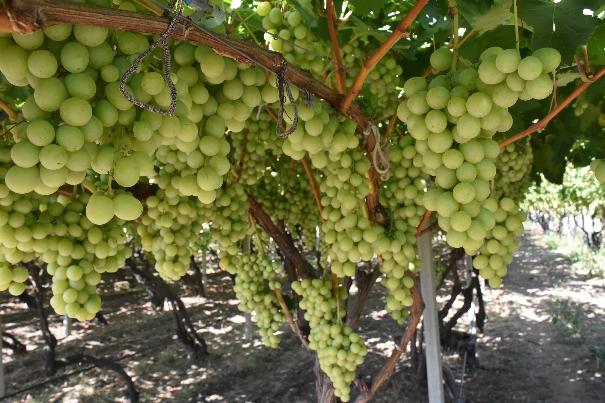 Prețul de achiziție a strugurilor se recomandă a fi egal cu prețul de ...