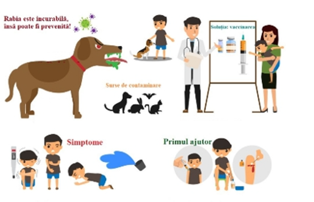 Rabia este incurabilă, dar poate fi prevenită. Reguli și lucruri de ...