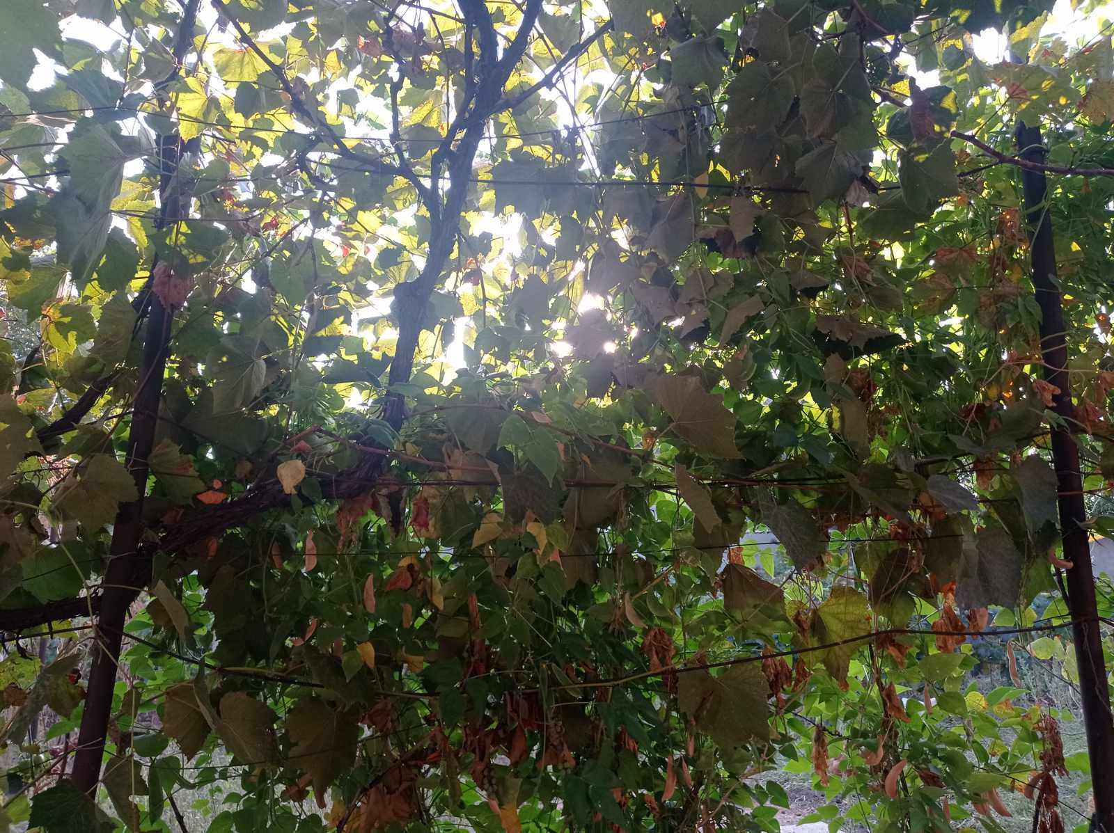 Toamna la bunei - Est Curier