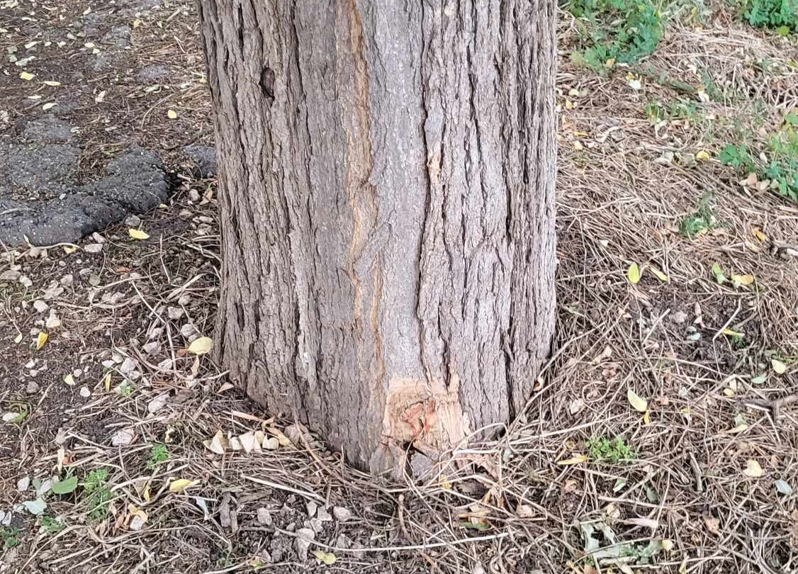 (Video, foto) De ce sunt marcați copacii în parc? Explicațiile ...