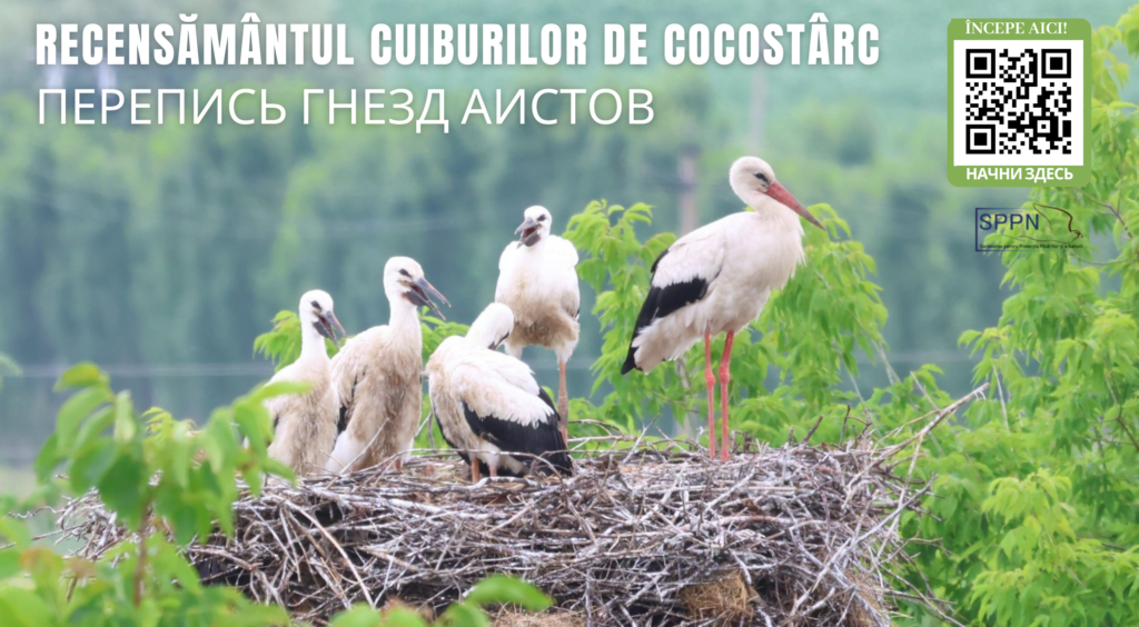 Ai în localitatea ta un cuib de cocostârc? Înregistrează-l la ...