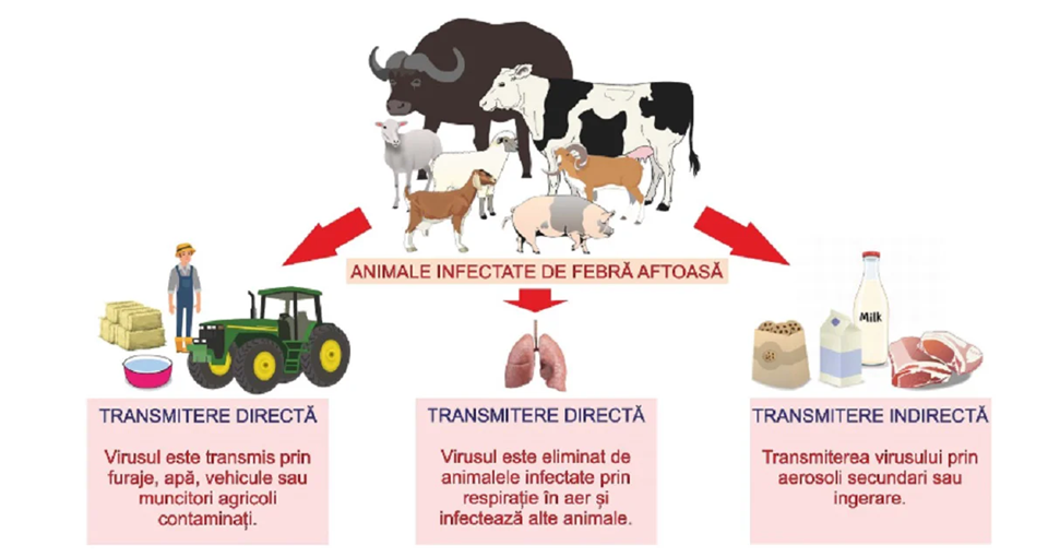 Republica Moldova, pregătită să respingă febra aftoasă - Est Curier